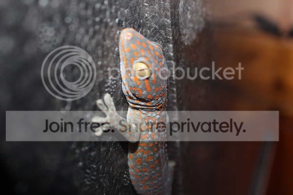 Meet 'Beans' The Tokay :) | Reptile Forums