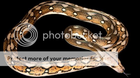 New Shipment | Reptile Forums