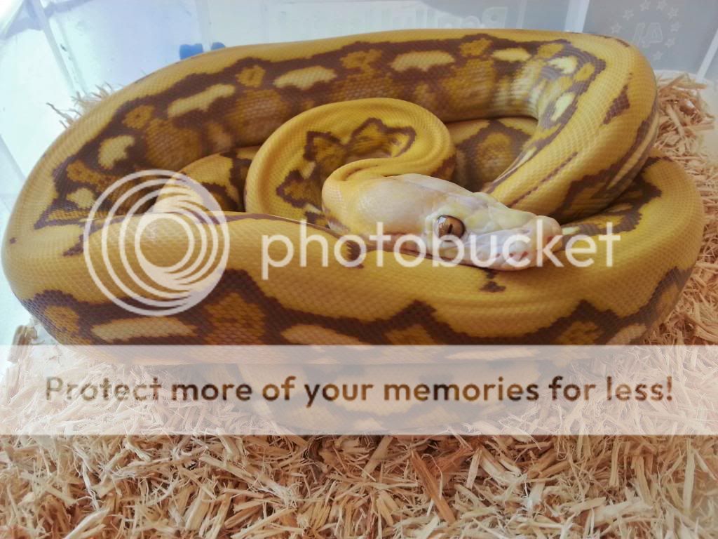 Have a look at some stunning retics | Reptile Forums