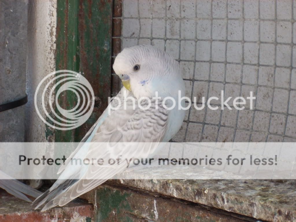 Periquitos australianos - Alas grises, alas claras o fullbody - Colores ...