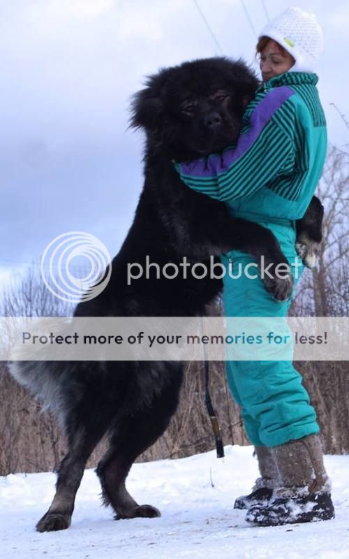 Dispelling incorrect information about the Caucasian Ovcharka | Puppy ...