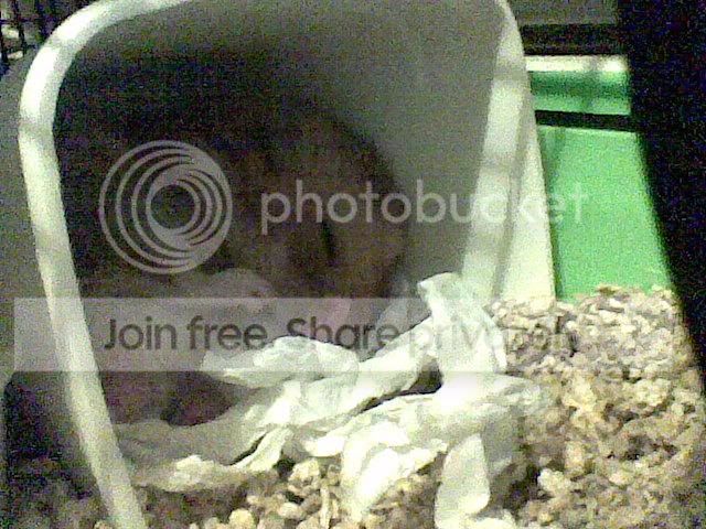 Sleepy Pickle - Hamster Central