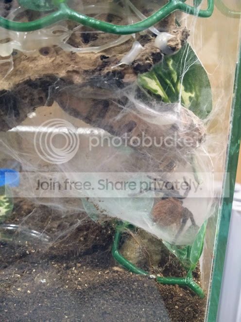 Feedback on my first time tarantula keeper enclosure | Arachnoboards